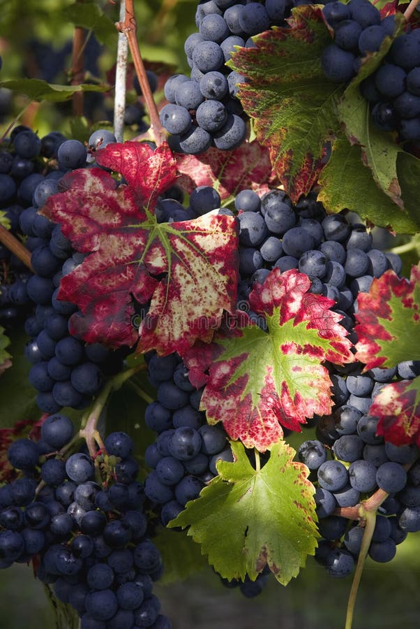 Red grapes stock photo. Image of colored, harvest, vineyard - 17695254