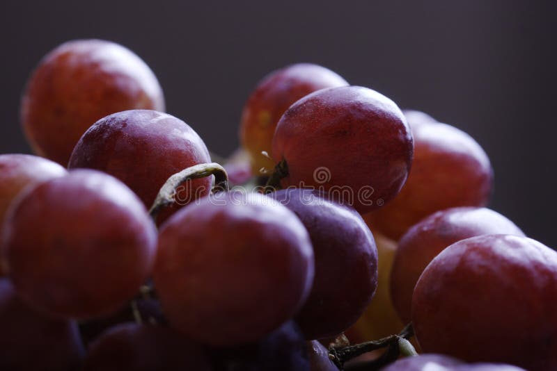 Red grapes stock photo. Image of fresh, vitamines, sweet - 1880308