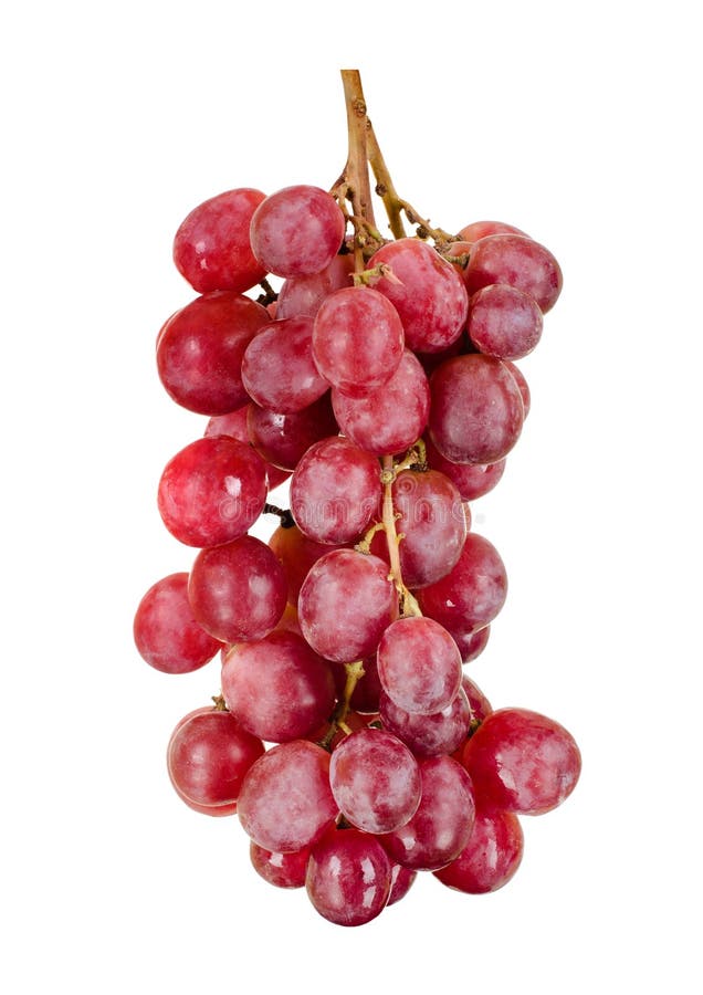 Red grapes stock image. Image of close, isolation, still - 23758521