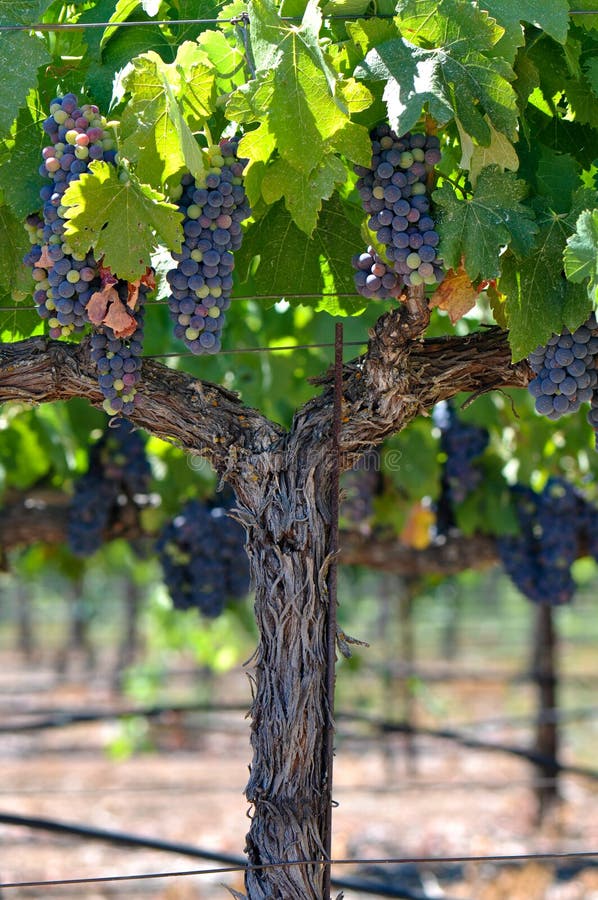 Fruit Trees in Spring with a Blue Sky Stock Photo - Image of flower ...