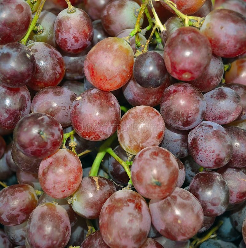 Red grapes stock photo. Image of india, closeup, fresh - 25056702