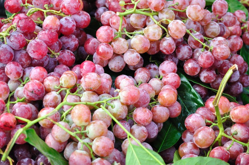 Red grapes stock image. Image of fresh, farmer, sale - 26202263