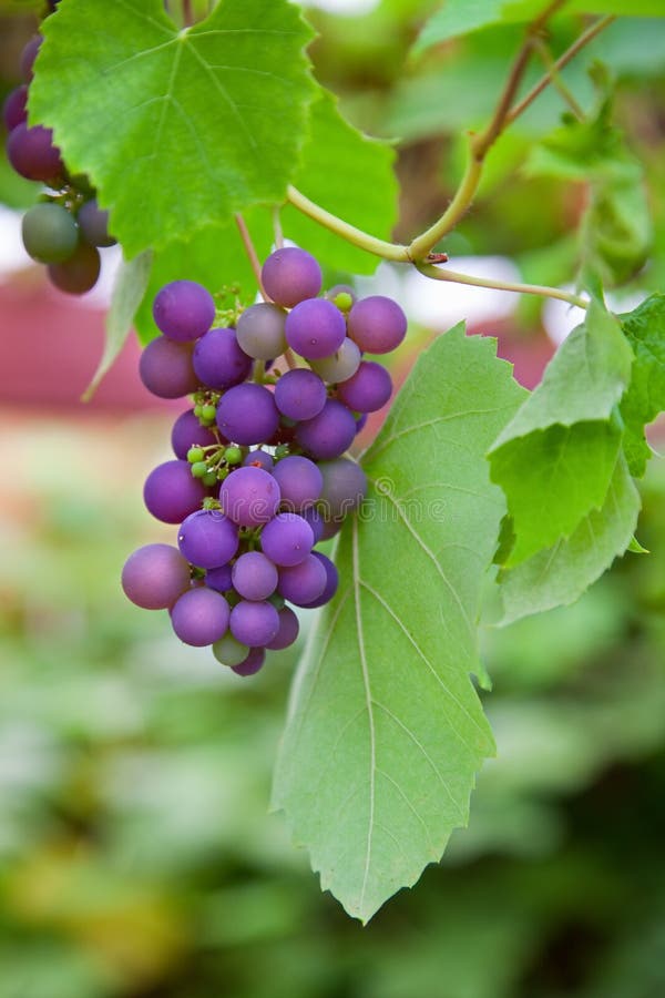 Red grapes stock photo. Image of green, bunch, grapes - 26346518