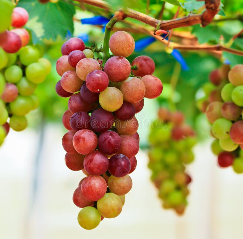 Red grapes. stock photo. Image of healthy, organic, farming - 26354174