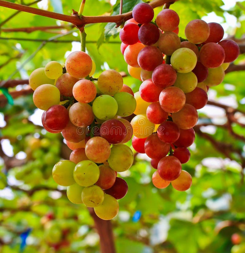 Red grapes. stock photo. Image of organic, natural, farming - 26354202