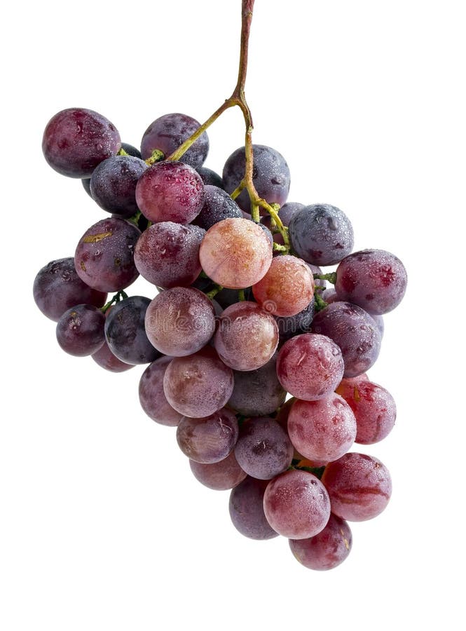 Muscat grapes stock photo. Image of grow, green, berry - 23460646