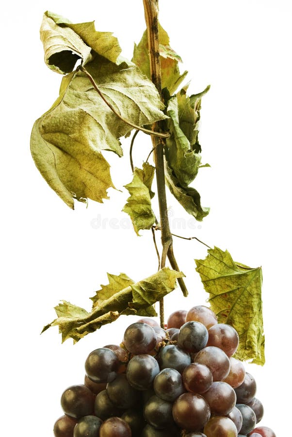 Red Grapes Picture. Image: 6533667