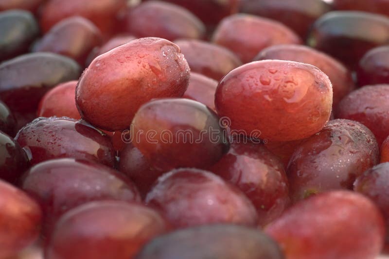 Red Grapes stock image. Image of nature, berry, healthy - 7179611