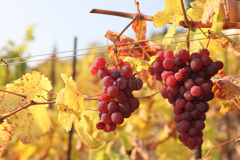 Red grapes stock photo. Image of harvest, farm, scenic - 7578548