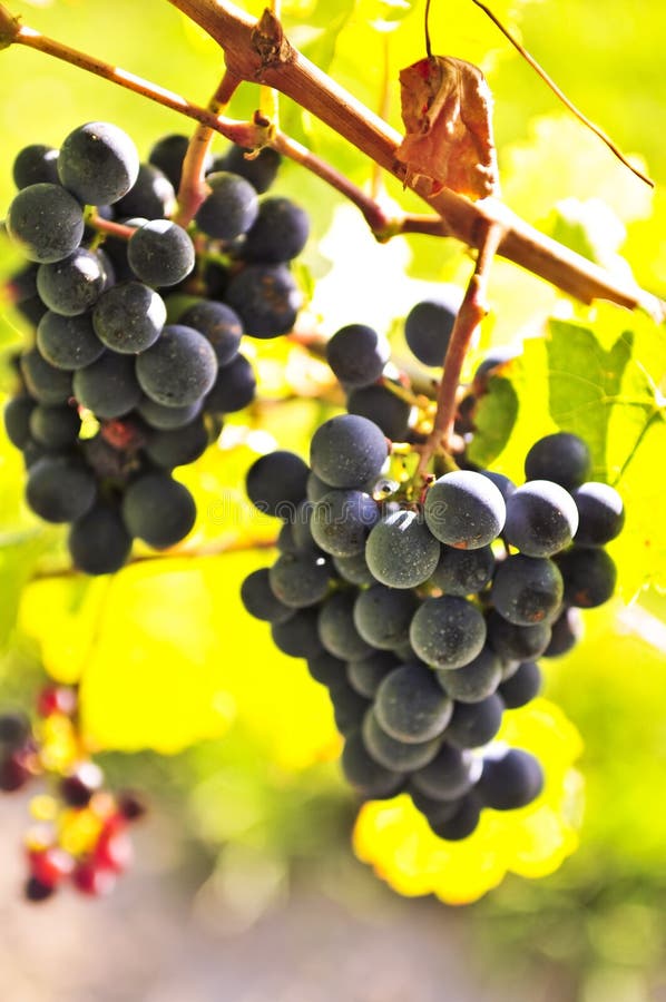 Sun grapes stock photo. Image of vine, ripening, warm - 2982224