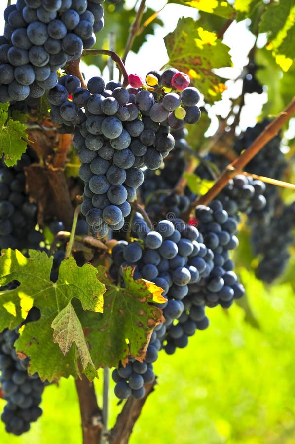 Vines Loaded with Syrah Grapes Stock Photo - Image of blue, vines: 8717074