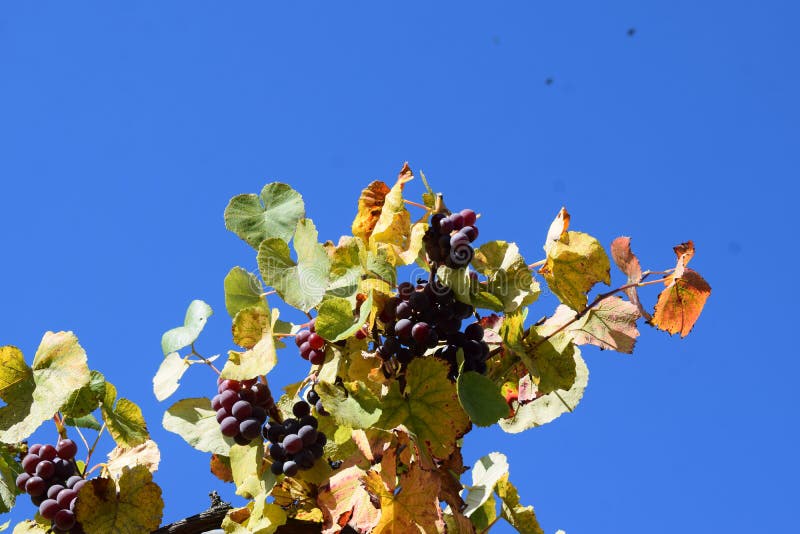 Red Grapes and Autumn Leaves Stock Image - Image of spring, leaves ...