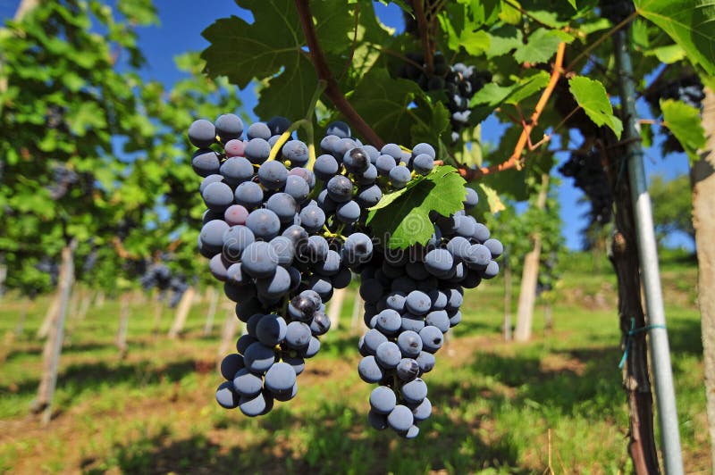 Red grapes stock image. Image of grapevines, bizeljsko - 58438257