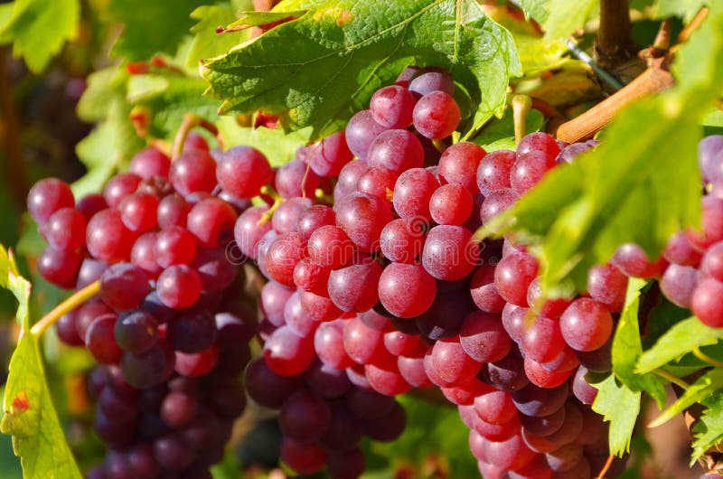 Red grapes in fall stock image. Image of grape, blue - 78726773