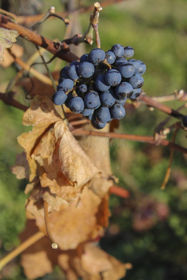 Red Grapes stock photo. Image of grapes, grape, plant - 68328052