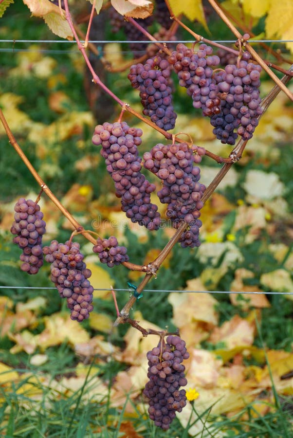 Red Grapes Grapes stock photo. Image of tree, nature, vineyard - 7107056