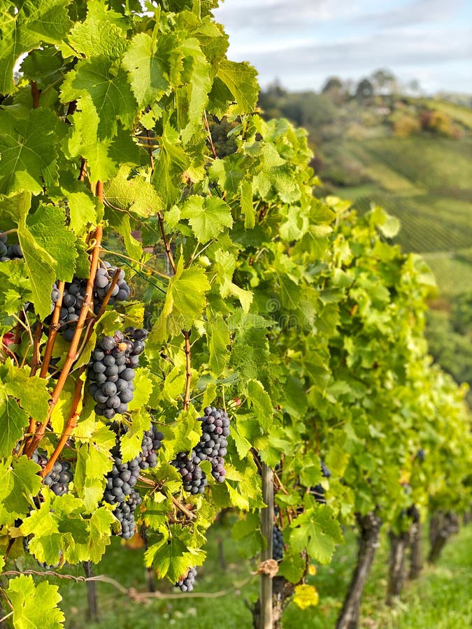 Red Grapes Green Leaves the Vine Fruit Plants Stock Photo - Image of ...