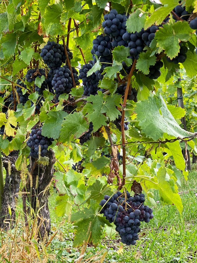 Red Grapes Green Leaves Vine Fruit Plants Stock Photo - Image of wine ...