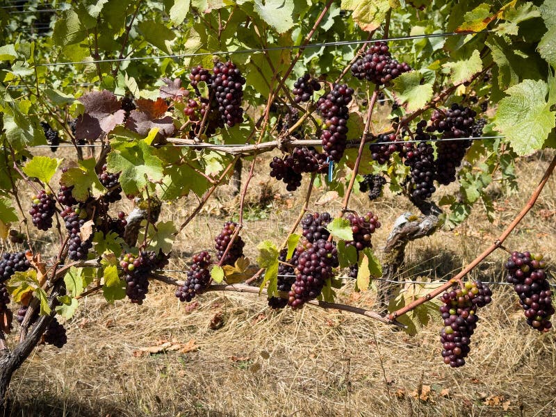 Red Grapes Growing in Two Layers on a Double Trellis System Called the ...