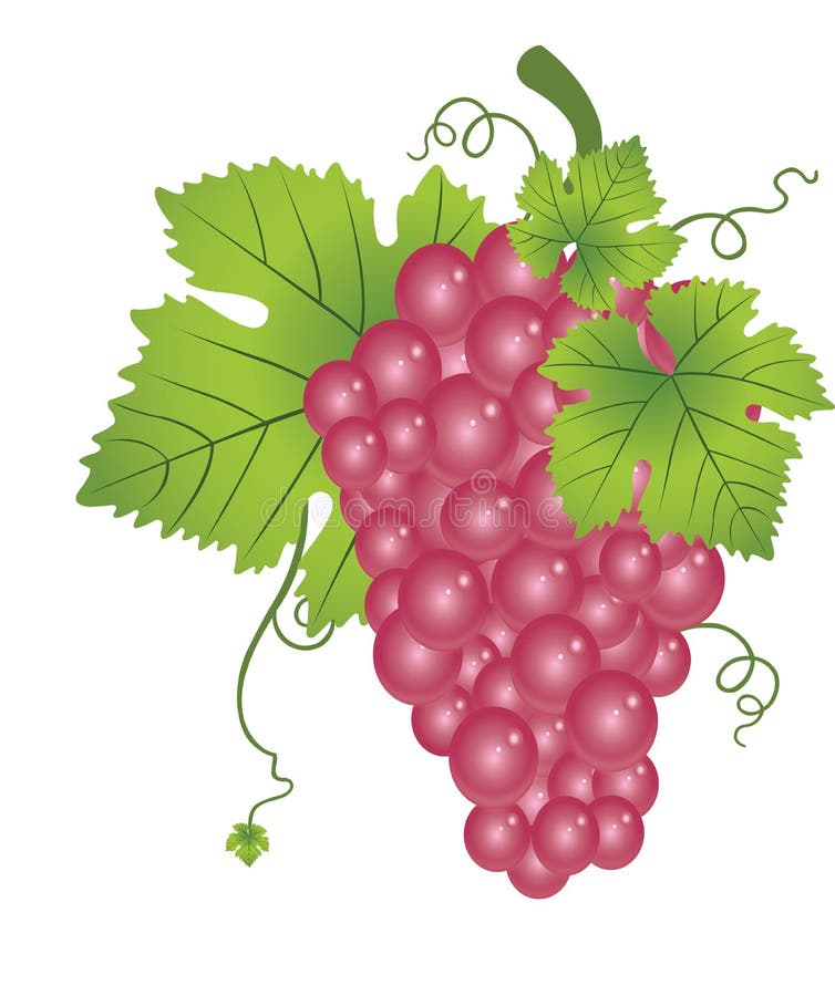 Red Grapes, illustration stock vector. Illustration of organic - 25966742