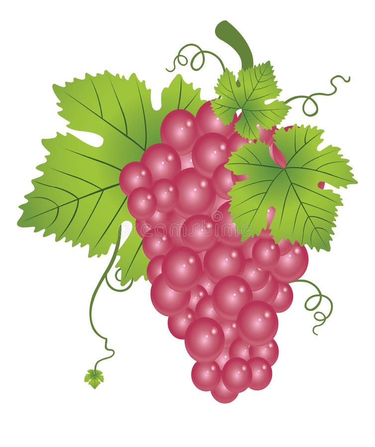 Red Grapes, illustration stock vector. Illustration of organic - 25966742