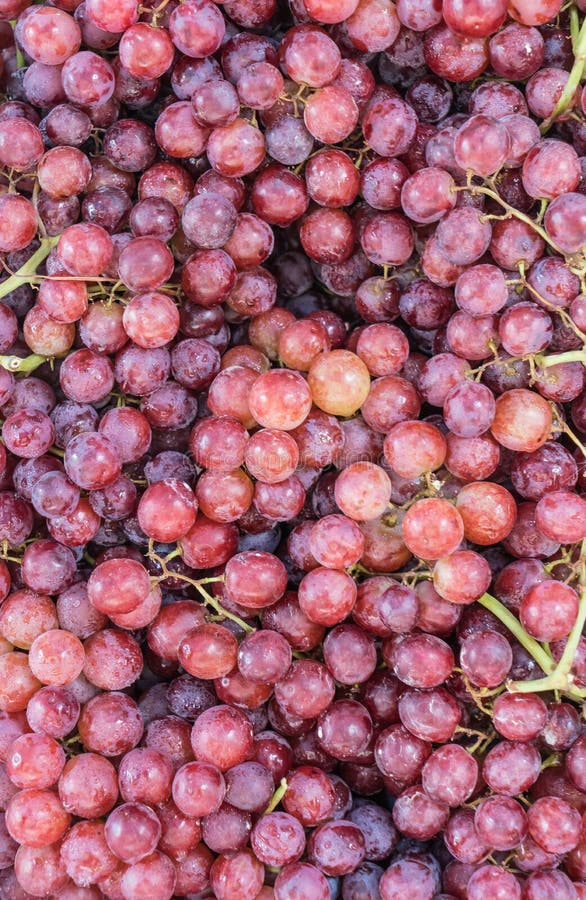 Red grapes at the market stock photo. Image of nature - 94372922