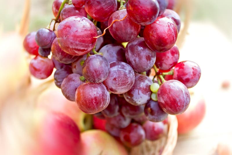 Red Grapes ( Purple Grapes) Stock Photo - Image of autumn, crop: 36264286