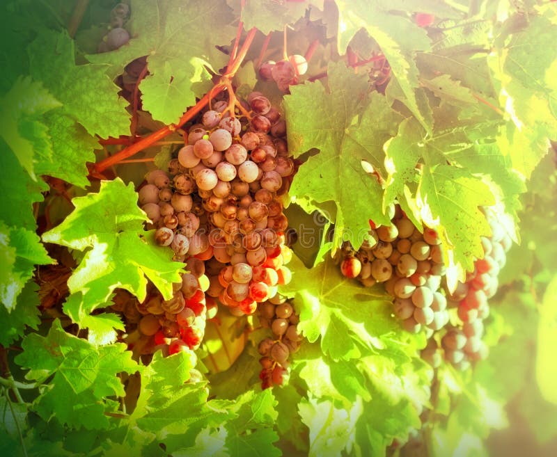 Red Grapes ( Purple Grapes) Stock Photo - Image of autumn, crop: 36264286