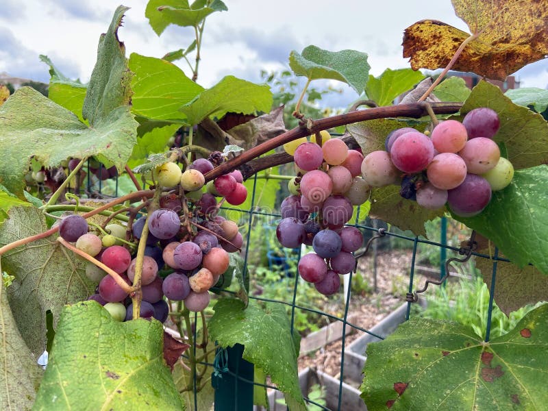 Red Grapes Ready for Harvest in Summer Stock Photo - Image of nature ...