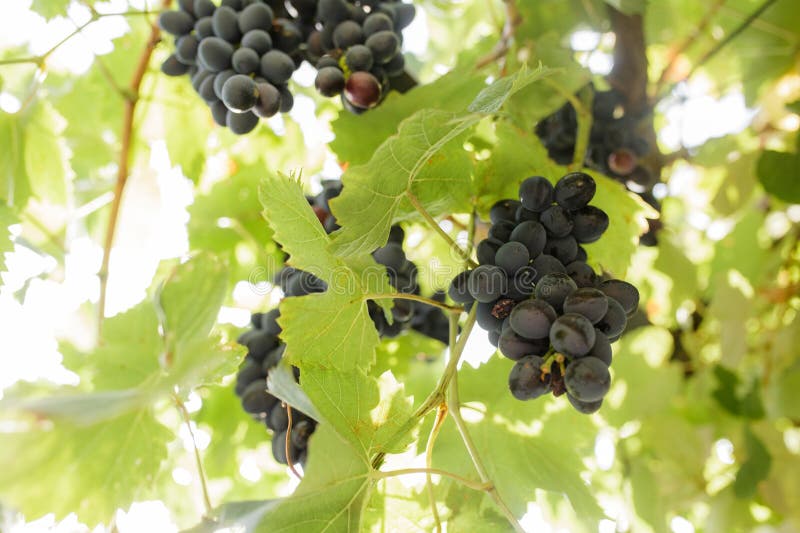 Red Grapes Ready To Be Harvested at a Vineyard Stock Photo - Image of ...