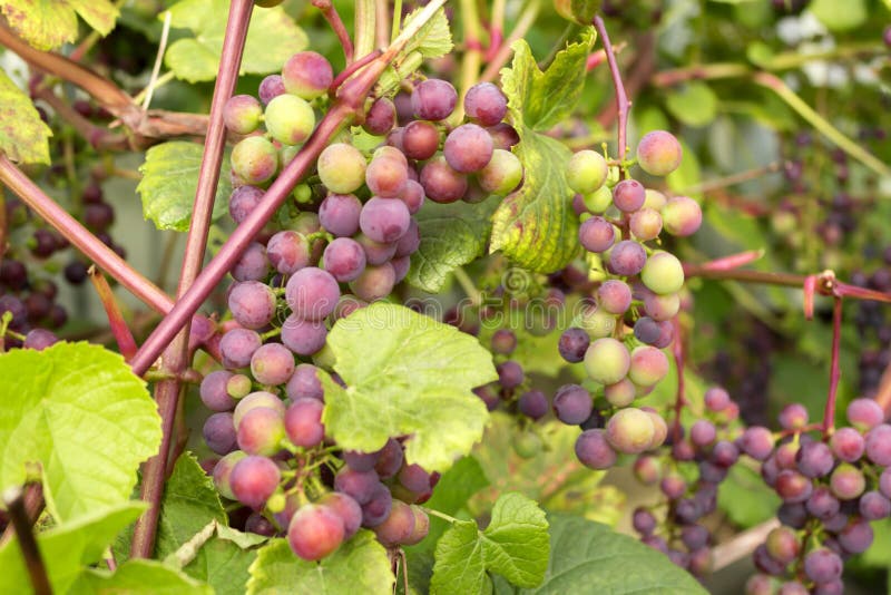 Red Grapes Ripen on the Vine Stock Image - Image of grape, branch ...
