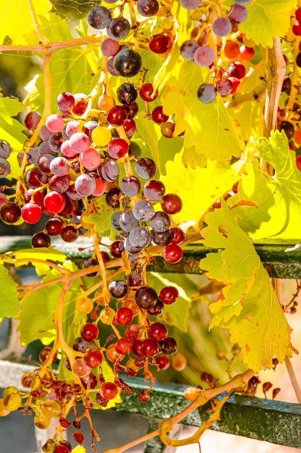 Red grapes rippening stock photo. Image of grapes, texture - 315936394