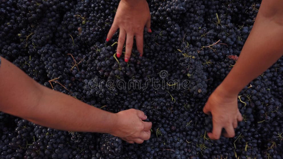 Red grapes selection stock photo. Image of harvesting - 279076936