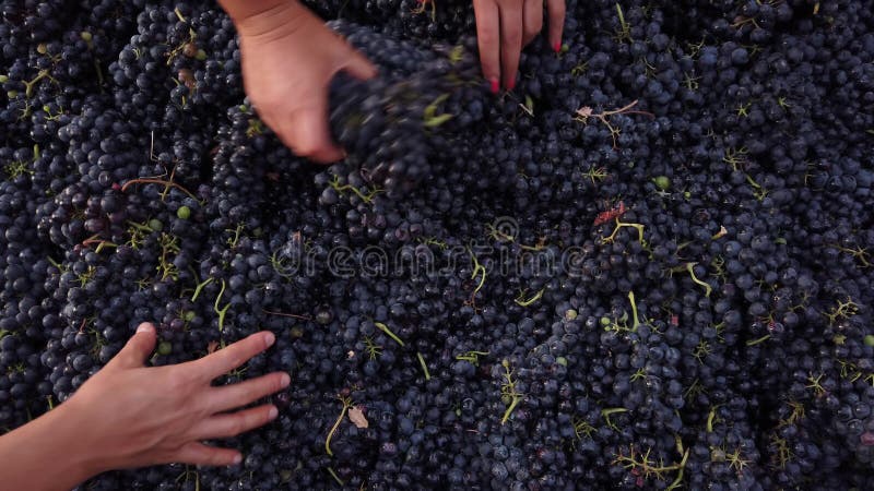 Red grapes selection stock video. Video of chateauneuf - 160299127
