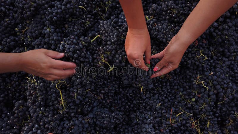 Red grapes selection stock photo. Image of dark, healthy - 278473442
