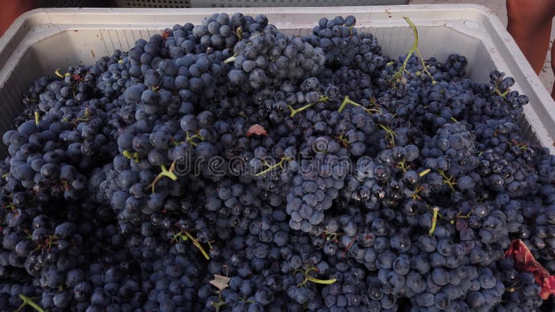 Red grapes selection stock video. Video of chateauneuf - 160299127