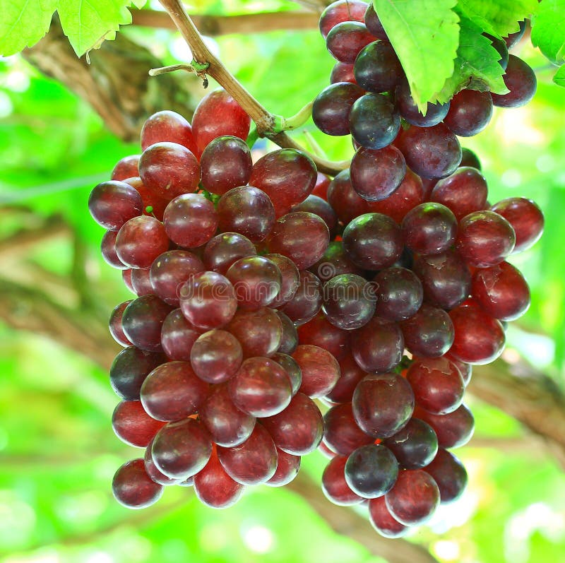 Red grapes stock photo. Image of juicy, growing, fruit - 36109472