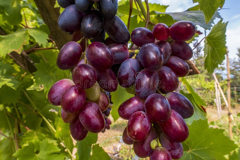 Red Grapes, Sweet Taste, Fragrant, Crispy, Fresh on the Tree. Stock Photo - Image of fresh ...