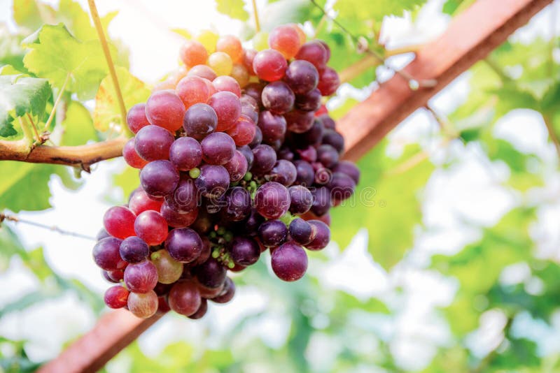 Red Grapes on Tree with Sunlight Stock Photo - Image of nature, natural ...
