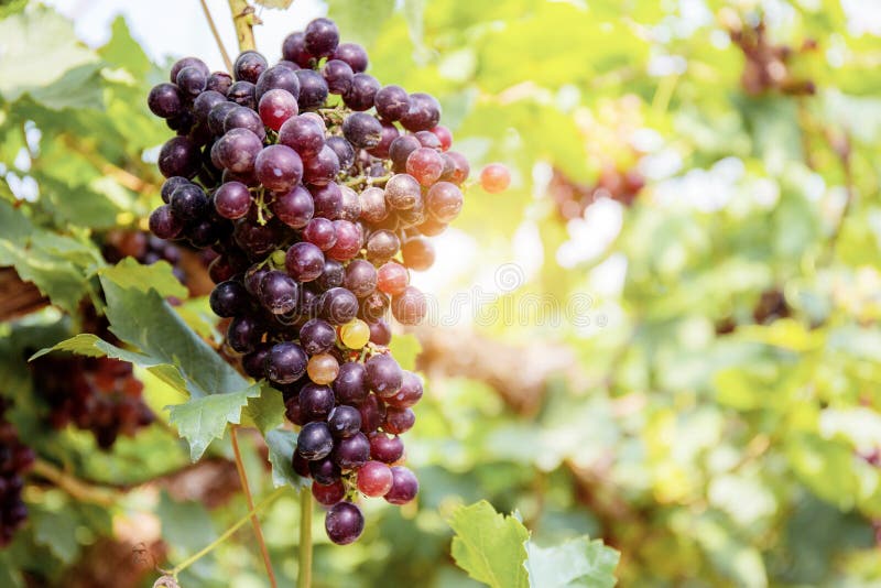 Red grapes on tree stock image. Image of farm, agriculture - 140948183