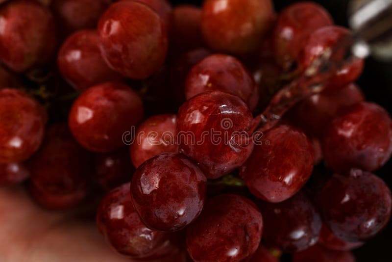 Red Grapes Under Running Water Stock Photo - Image of agriculture ...