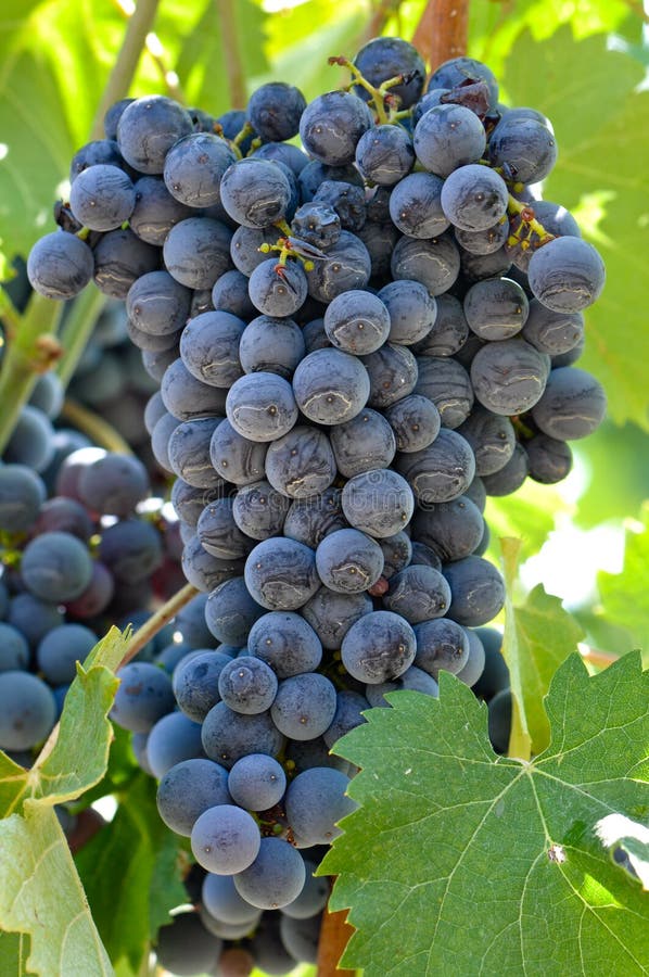 Red Grapes on the Vine stock image. Image of cluster - 21142195