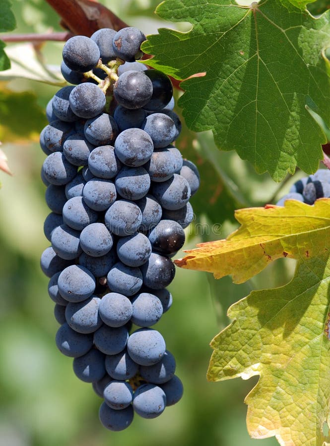 Red grapes on the vine. stock photo. Image of bush, healthy - 26834220