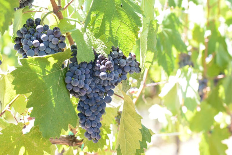 Red Grapes stock image. Image of california, plants, beverage - 37918845