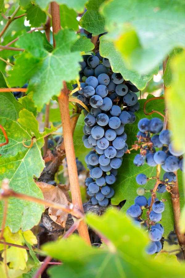 Red grapes on the vine stock image. Image of season - 178012321