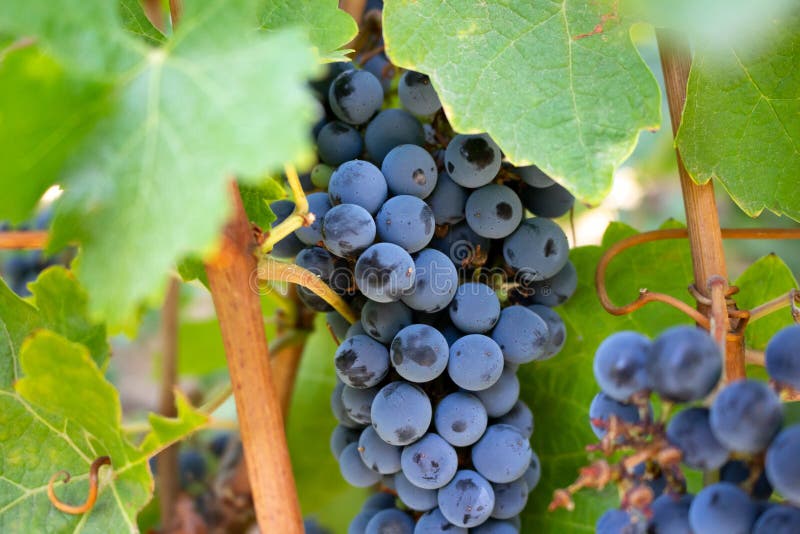 Red grapes on the vine stock photo. Image of farm, harvest - 178012324