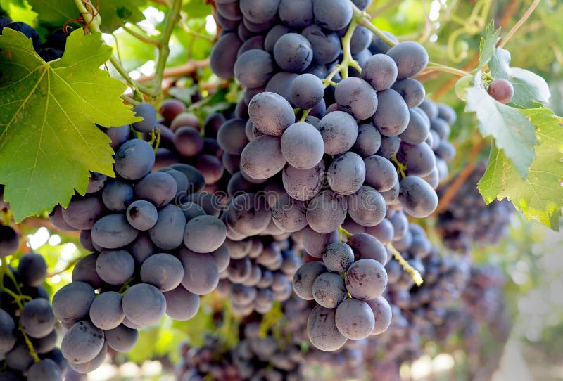 Red Grapes on the Vine on a Farm Stock Photo - Image of closeup, grape ...