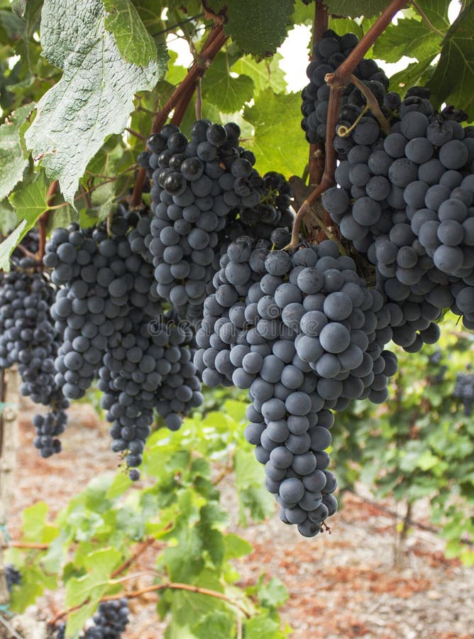 Red Grapes on the Vine in Spain Stock Photo - Image of fruit, purple ...