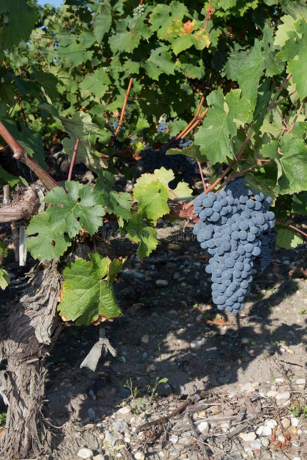 Red Grapes on the Vine. Vine Grape Fruit Plants Outdoors Stock Image ...