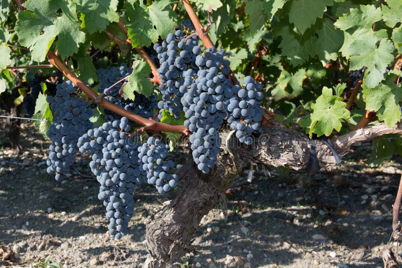 Red Grapes on the Vine. Vine Grape Fruit Plants Outdoors Stock Photo ...